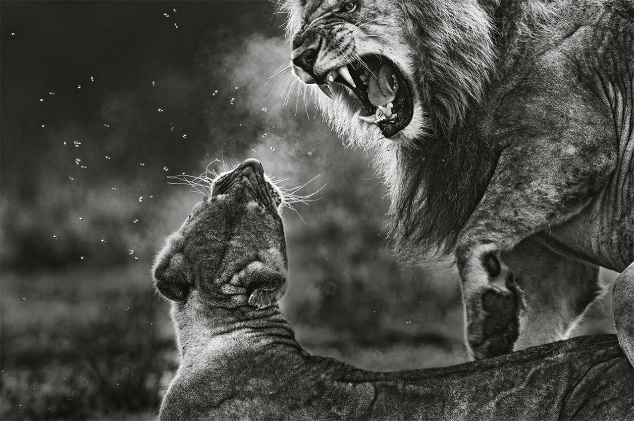 Limited edition lion print by Federico Veronesi | Powered by Givergy