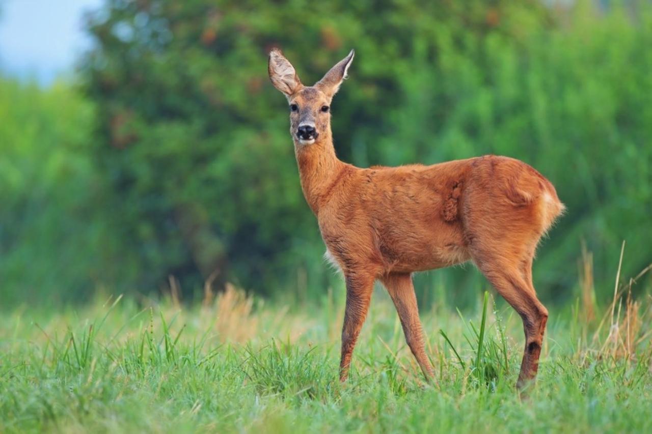 Evening Roe Deer Stalk - Ladykirk Estate | Powered by Givergy