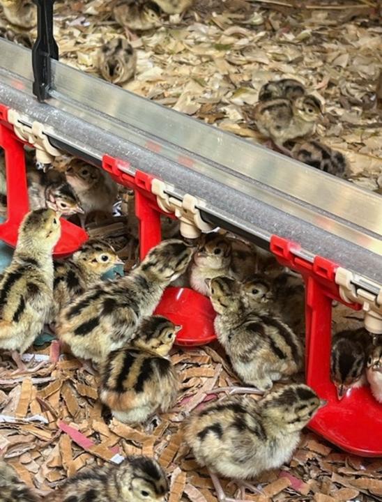 250 Bazanty pheasant poults | Powered by Givergy